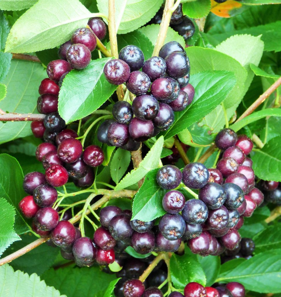 Our Products – foodexchange.uk